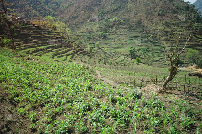 喜马拉雅山脉,农业,水,水平画幅,山,无人,泥土,户外,水稻梯田,稻田