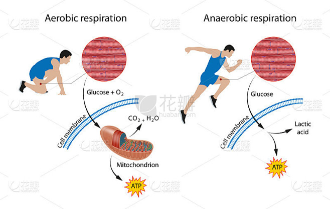 细胞呼吸:有氧呼吸和无氧呼吸