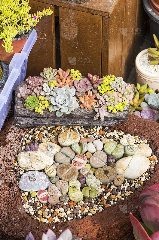 生石楠，花盆上的仙人掌素材-花瓣网