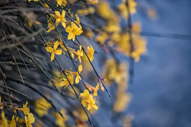 迎春花开，又是一年春-花瓣网