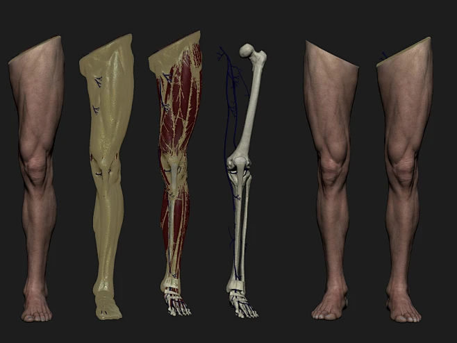 Leg anatomy study., Ren Manuel : Medical project (Bone, muscles ...