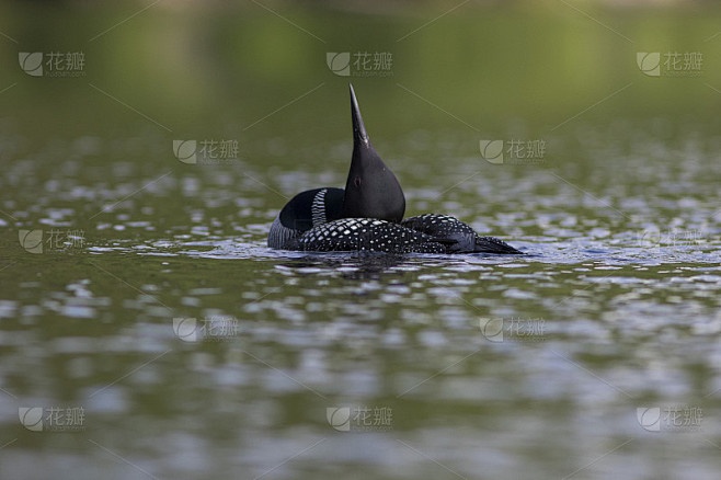 common loon in summer