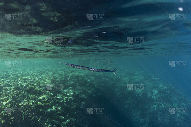 Belonidae underwater in the ocean of egypt, Beloni