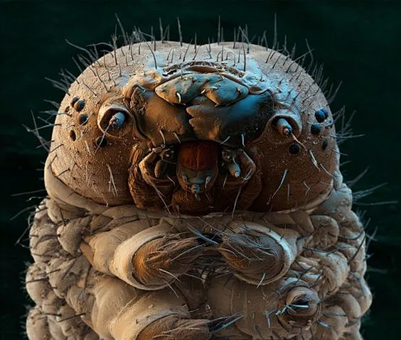 Caterpillar: | 26 Things You Never Want To See Under A Microscope The ...