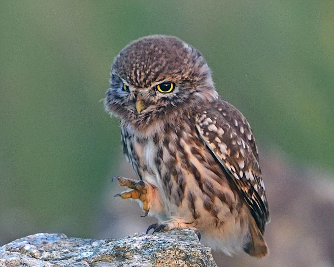 【美图分享】Young Sung Bae的作品《Little Owl》 #500px#-花瓣网