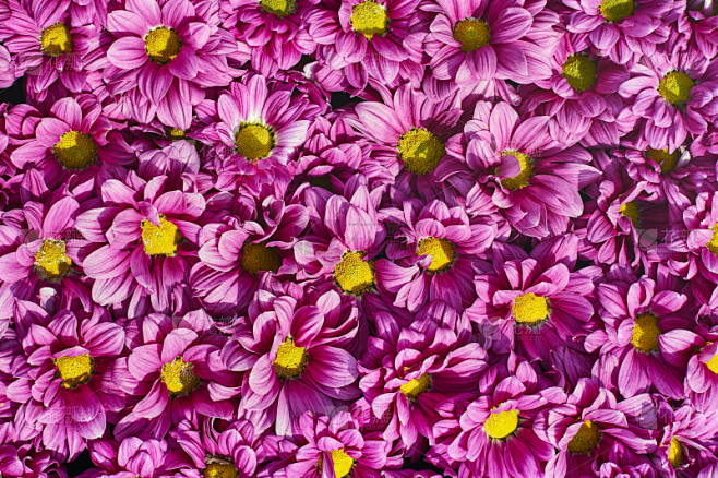 Beautiful pink flowers background. Сhrysanthemum flowers, Top view