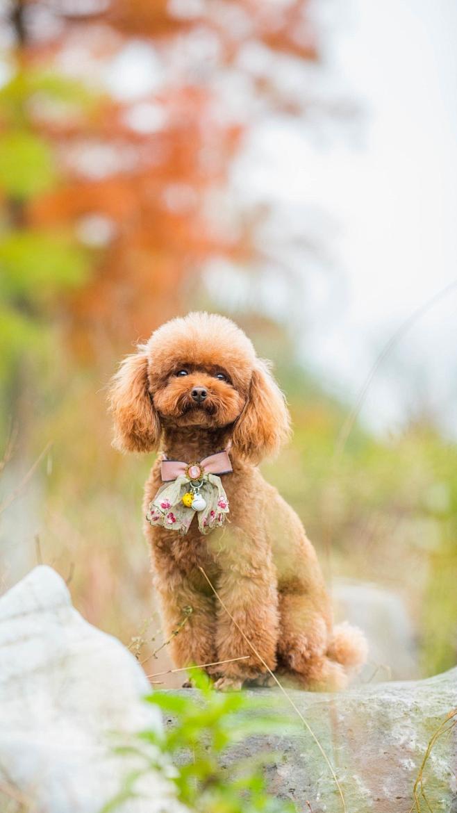 狗年狗狗旺 动物 宠物 狗 狗狗 可爱 小狗 壁纸