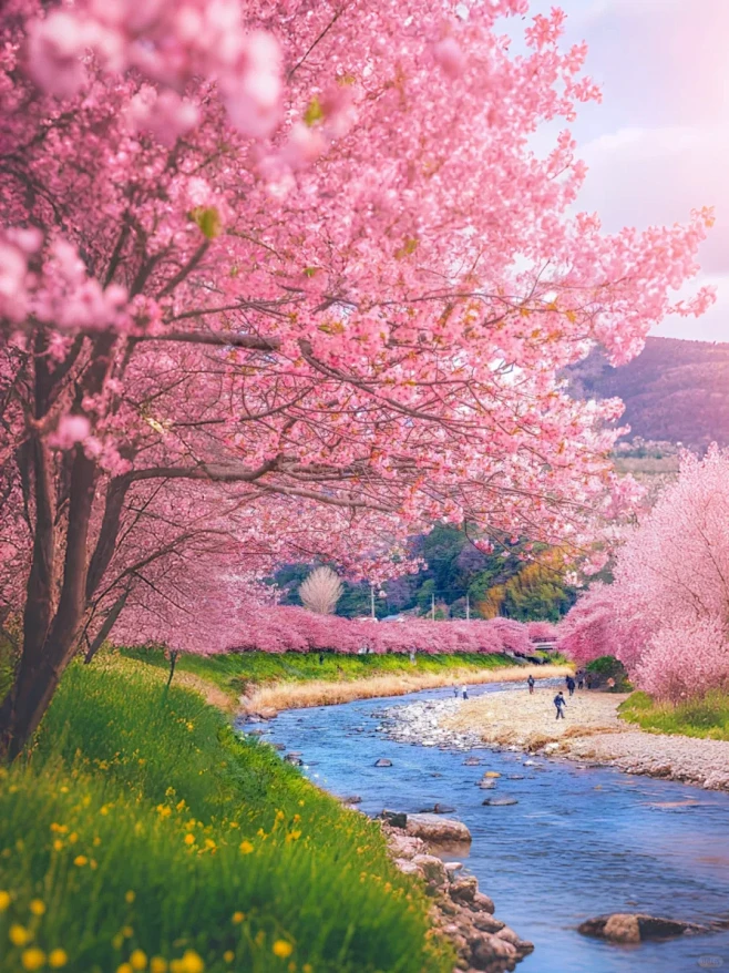 2月错峰去日本樱花节时间已公布 附攻略 - 小红书-花瓣网