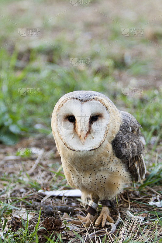 美丽的猫头鹰- Tyto alba谷仓猫头鹰