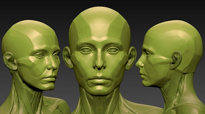 Human head anatomy block-花瓣网