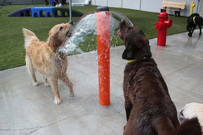 其中包括图片：Commercial Splash Pad For Dogs | H2O Fido | United States-花瓣网