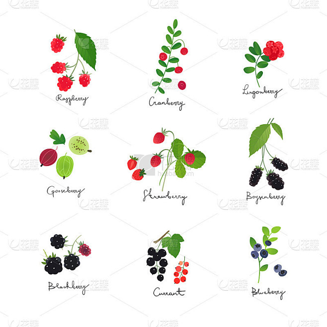 Collection of berry illustrations