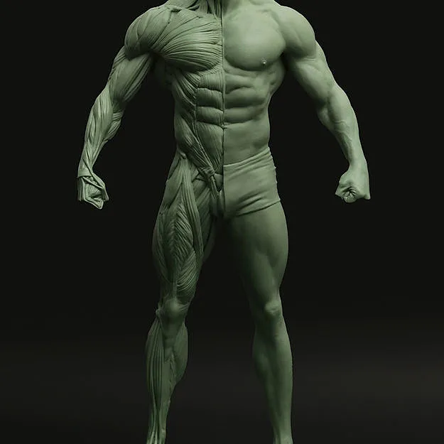 Ecorche Statue-花瓣网