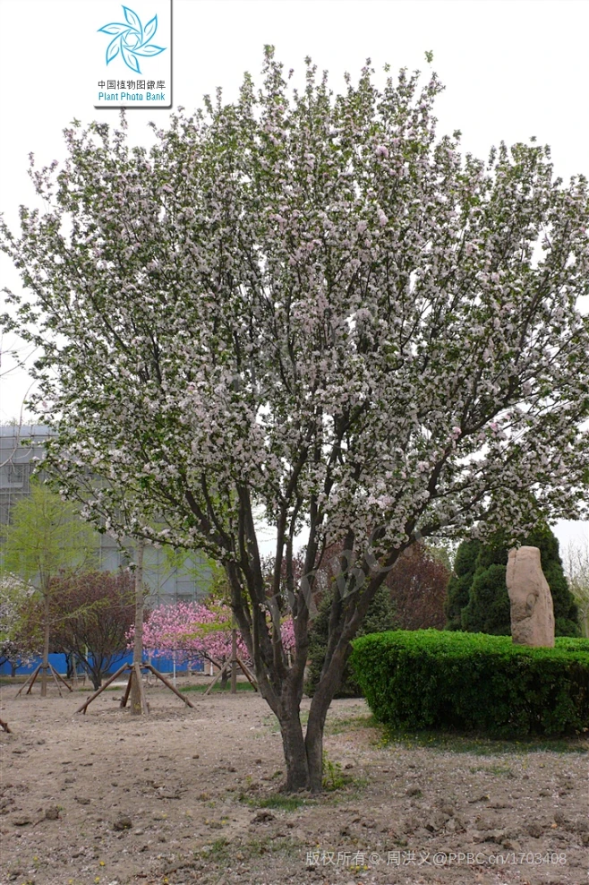 西府海棠 Malus × micromalus Makino 中国植物图像库-花瓣网