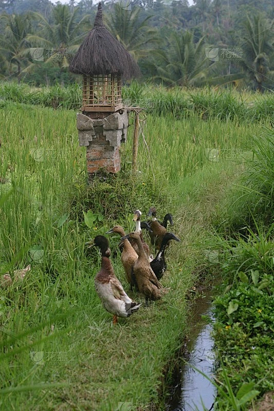 巴厘-稻田里印度教小柱子前的一群鸭子素材-花瓣网