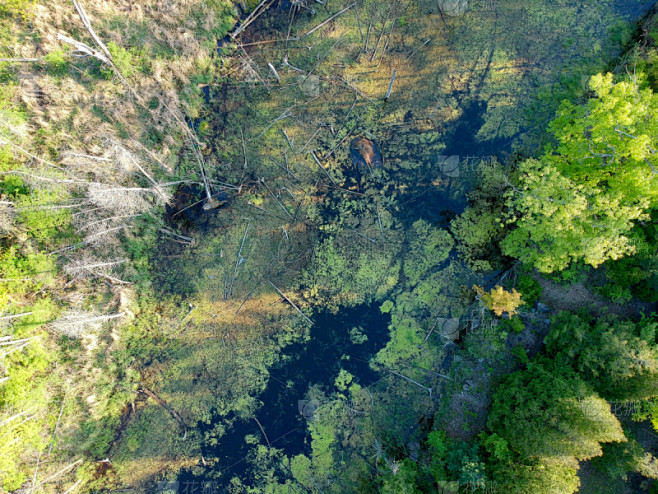 野生动物,松树,大不列颠哥伦比亚,森林,沼泽,航拍视角,高视角,公元前,温哥华,绿色