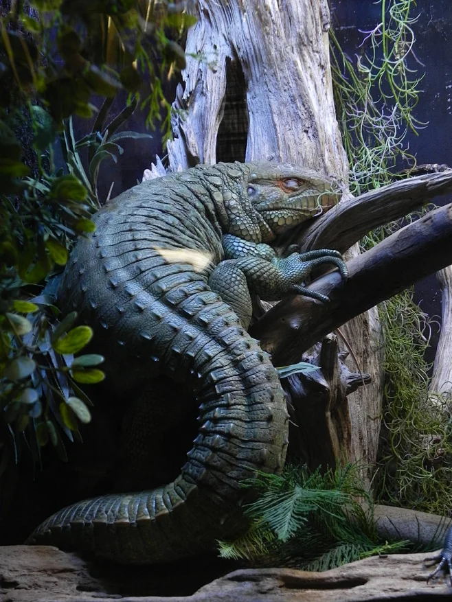 Caiman Lizard by illmatar-花瓣网