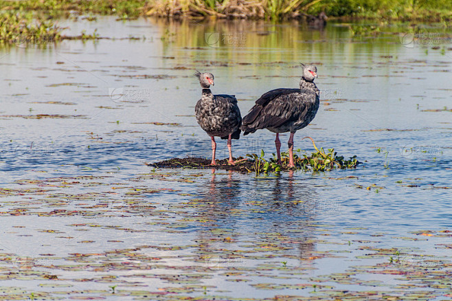 阿根廷埃斯特罗斯·德尔·伊贝拉的南尖叫者(Chauna torquata)