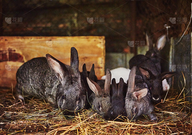 兔子在农场吃东西