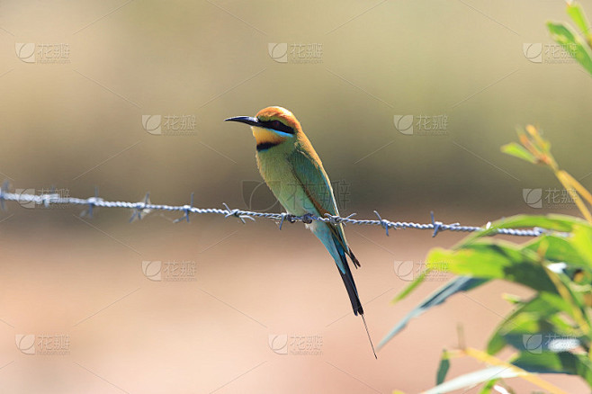 彩虹蜂虎(Merops ornatus)昆士兰，澳大利亚