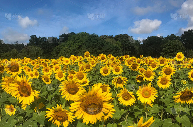 一片明亮的蓝色天空下鲜艳的向日葵的风景