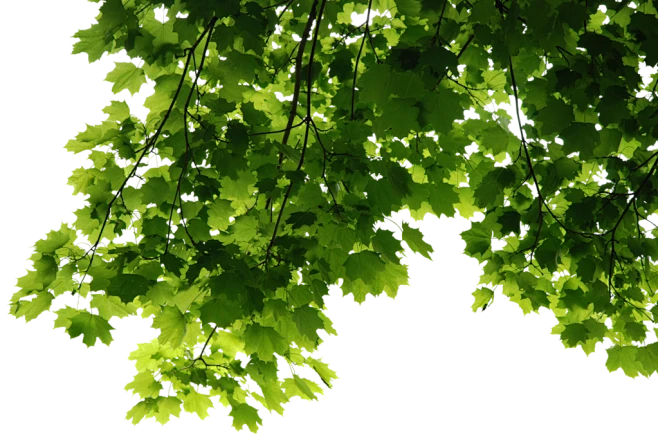 HD Tree Leaves Render by 3FixR-花瓣网