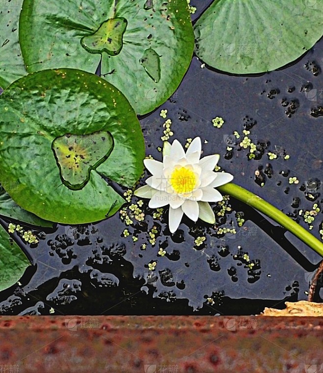 Nymphaea alba