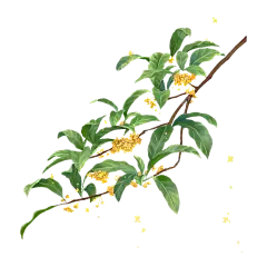 png素材图片大全-png素材高清好看的图片--花瓣伊洛1101的画板