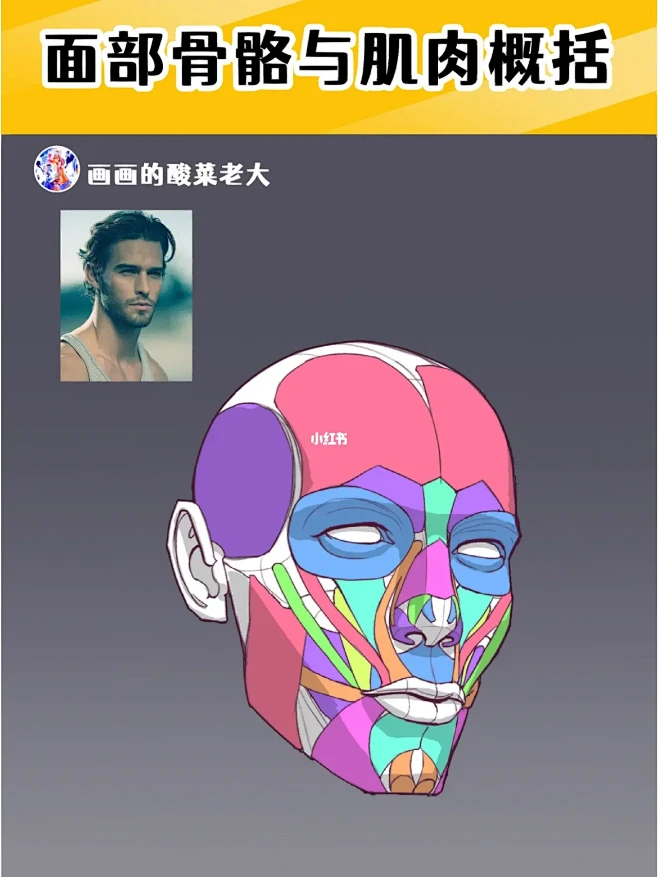 面部骨骼与肌肉概括32100 花瓣网