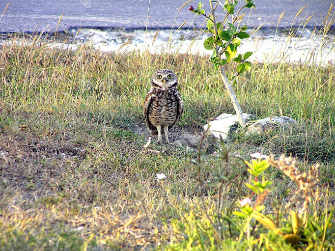 令人毛骨悚然的鸟