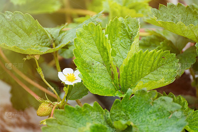 在田间生长的草莓树植物。