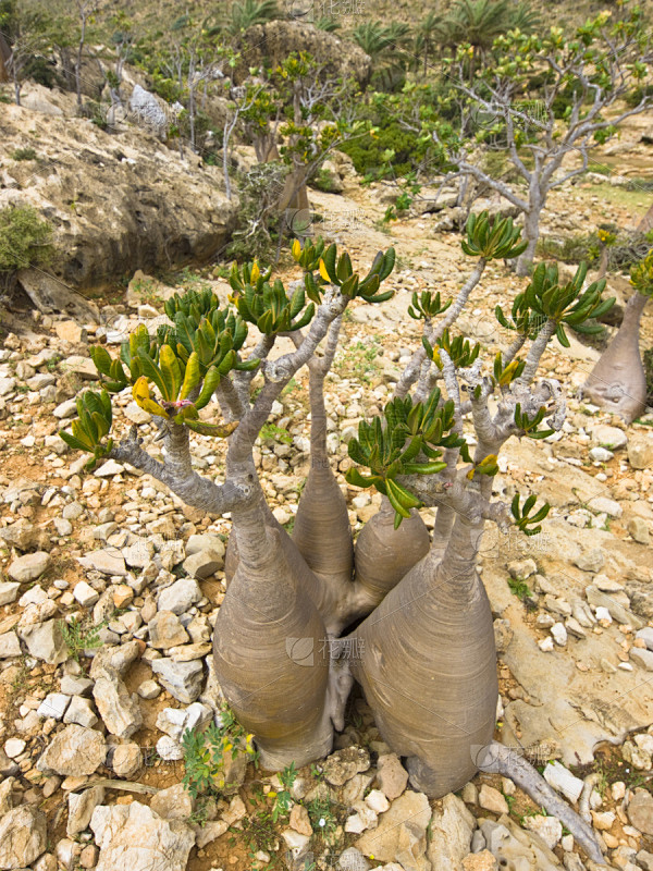 猴面包树,在上面,索科特拉岛,沙漠玫瑰,垂直画幅,无人,异国情调,植物,海滩,热带气候