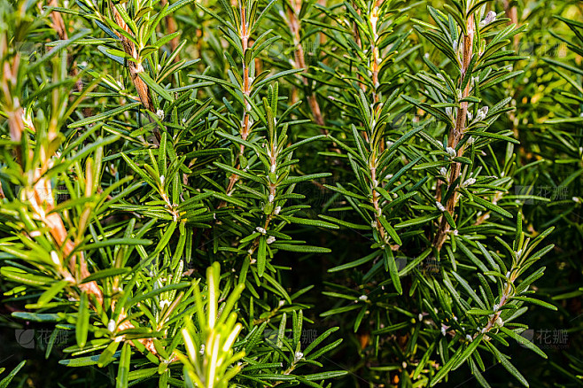 新鲜迷迭香药草生长户外高品质近距离背景。天然的绿色纹理。迷迭香意大利药草，用于厨房和医药