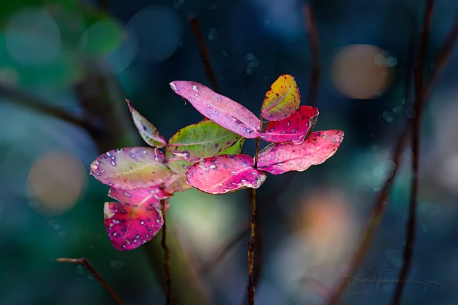 Diane Varner - Daily Walks - Art Photography : Daily Walks Photoblog ...