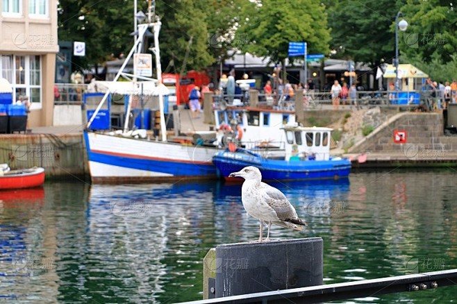 Lonely seagull looking in harbor of Rostock-Warnem