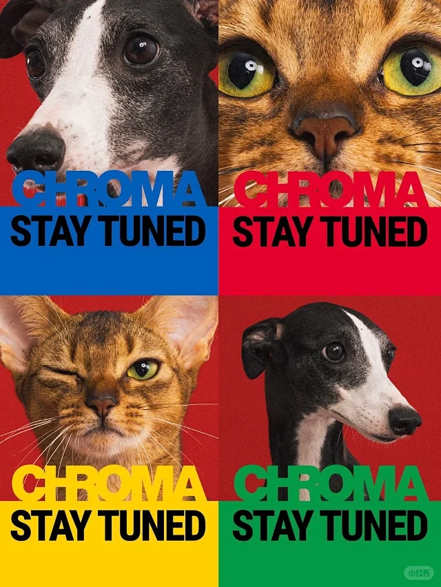 宠物海报设计 - 小红书搜索-花瓣网