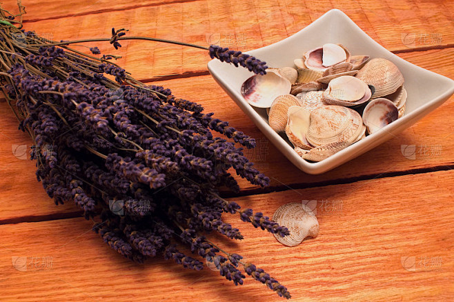 海贝壳和levander