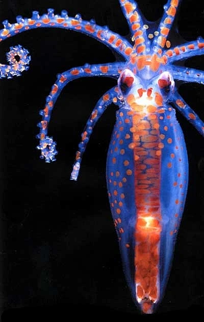 Cephalopod: planktonic octopus paralarva.-花瓣网