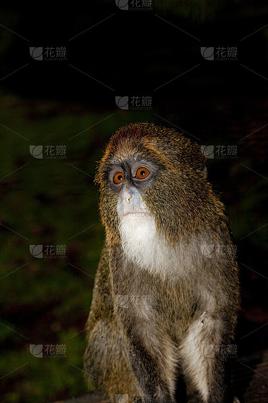 DE brazza ' s MONKEY cercopithecus neglectus，女性