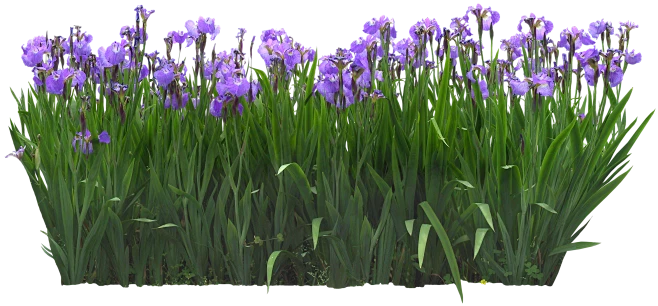 FA23菖蒲副本-花瓣网