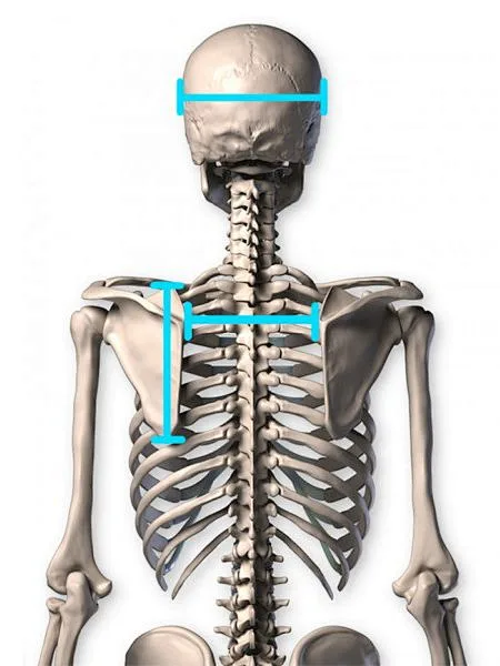 6-Scapula-Size_2-花瓣网