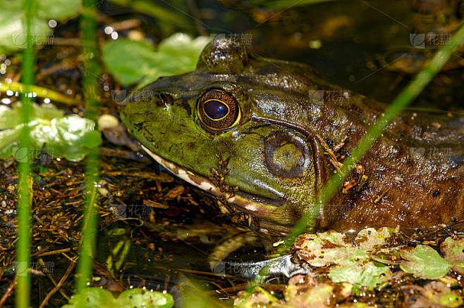 沼泽中的美洲牛蛙(牛蛙)