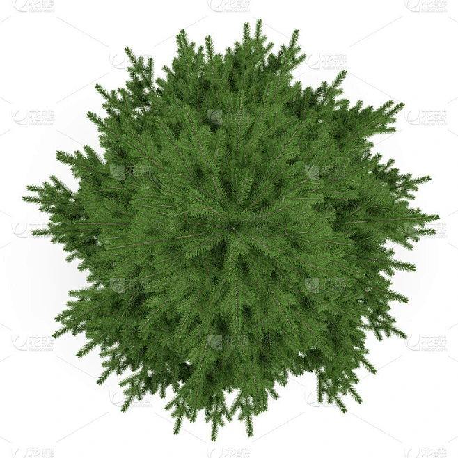 Tree isolated. Pinus fir-tree top素材-花瓣网