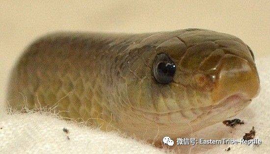 素色小头蛇* Oligodon inornatus(Boulenger, 1914) 产地分布：柬埔寨北部，泰国东南部