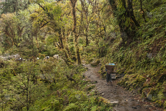 门房,尼泊尔人,昆布地区,杜鹃花属,东亚,背包族,尼泊尔,珠穆朗玛峰,旅游目的地,秋天