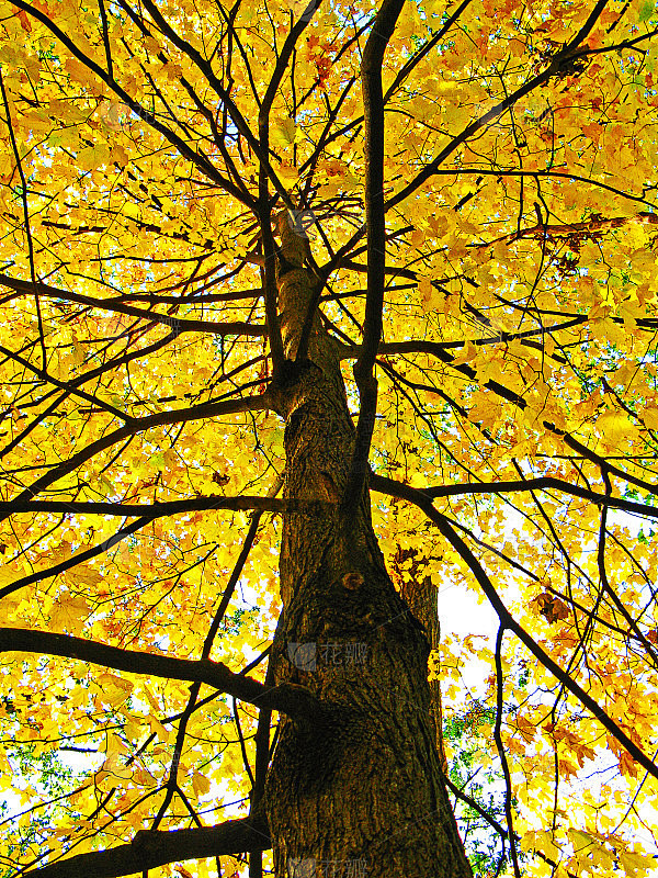 黄色的树