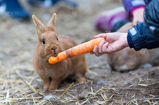 男孩喂兔子