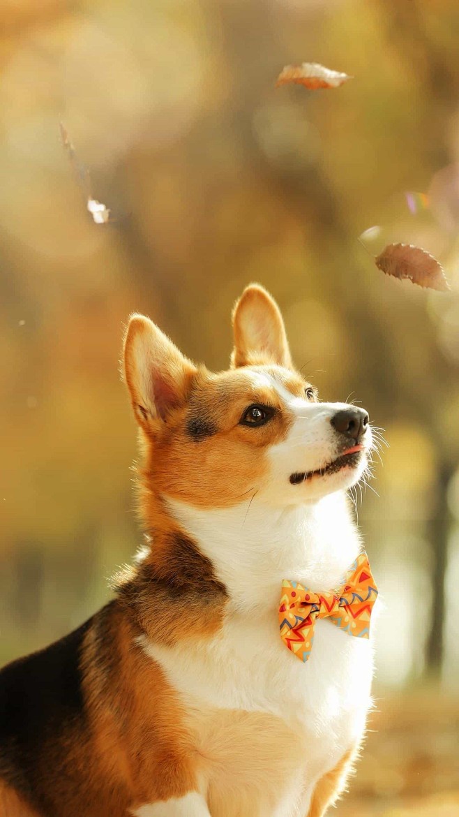 狗年狗狗旺 动物 宠物 狗 狗狗 可爱 小狗 壁纸 宠物-花瓣网