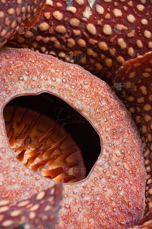 大王花,仅一朵花,莱佛士亚山,最大,自然,濒危物种,垂直画幅,热带气候,图像,巨大的素材-花瓣网