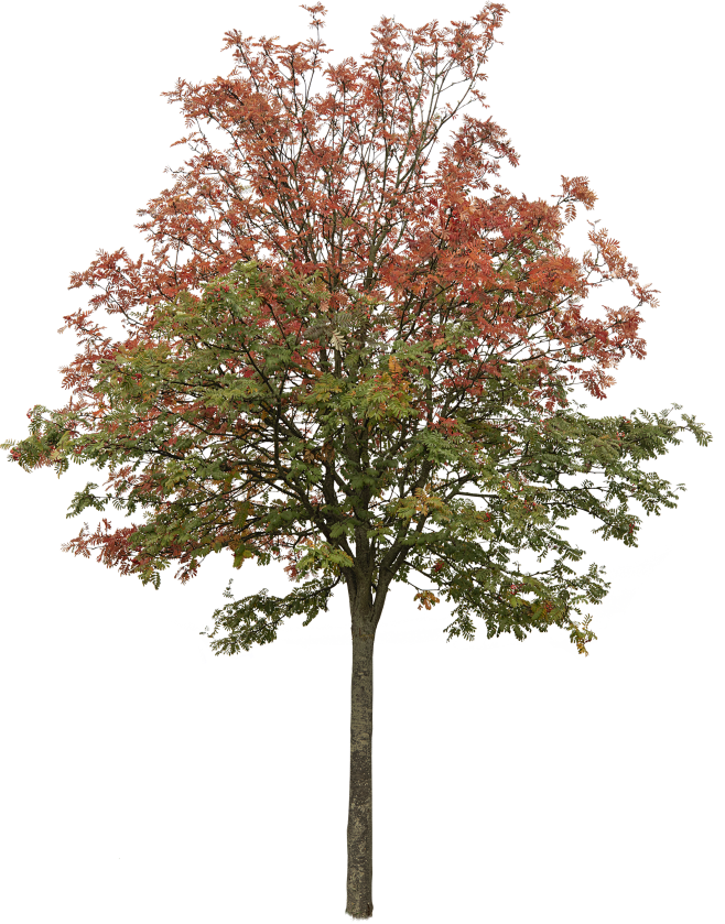 meye_sorbus-aucuparia_E2030